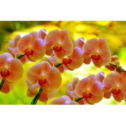 Fototapete papermoon "ORCHIDEEN-BLUME PFLANZE BL&Uuml;TE MAKRO NATUR MUSTER DEKOR", bunt, B:4,5m L:2,8m, Vlies, Tapeten