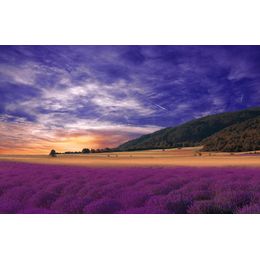 Fototapete papermoon "PANORAMA-LANDSCHAFT VIOLETT GEBIRGE WIESE FELD LAVENDEL", bunt, B:4,5m L:2,8m, Vlies, Tapeten