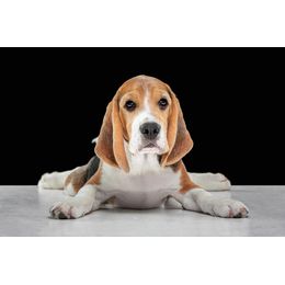 Fototapete papermoon "Hund", bunt, B:4,5m L:2,8m, Vlies, Tapeten