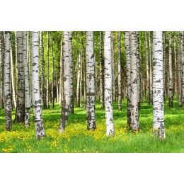Fototapete papermoon "Birkenwald", bunt, B:4,5m L:2,8m, Vlies, Tapeten