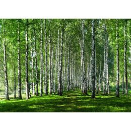 Fototapete papermoon "Birkenwald", bunt, B:4,5m L:2,8m, Vlies, Tapeten