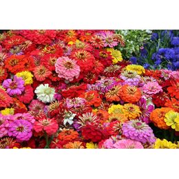 Fototapete papermoon "Blumenmeer", bunt, B:5m L:2,8m, Vlies, Tapeten