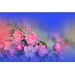 Fototapete papermoon "Zen Wassertropfen mit Blume Makro", bunt, B:5m L:2,8m, Vlies, Tapeten