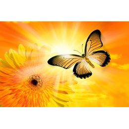 Fototapete papermoon "Schmetterling", bunt, B:4,5m L:2,8m, Vlies, Tapeten