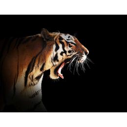 Fototapete papermoon "Br&uuml;llender Tiger", bunt, B:4,5m L:2,8m, Vlies, Tapeten
