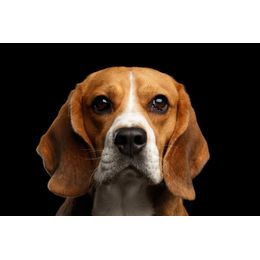 Fototapete papermoon "hund", bunt, B:3,5m L:2,6m, Vlies, Tapeten