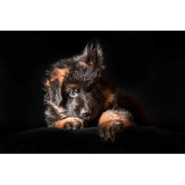 Fototapete papermoon "SCH&Auml;FER-HUND TIER WELPE PORTR&Auml;T LANGHAARIG STUDIO", bunt, B:3,5m L:2,6m, Vlies, Tapeten