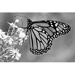 Fototapete papermoon "Schmetterling Schwarz & Wei&szlig;", schwarz (schwarz, wei&szlig;), B:4,5m L:2,8m, Vlies, Tapeten