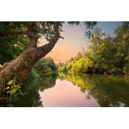 Fototapete papermoon "FLUSS IM WALD-BAUM WIESE WALD SONNE WEG PFLANZE FARNE", bunt, B:5m L:2,8m, Vlies, Tapeten