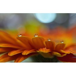 Fototapete papermoon "Zen Wassertropfen mit Blume Makro", bunt, B:3,5m L:2,6m, Vlies, Tapeten