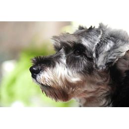 Fototapete papermoon "Hund", bunt, B:4,5m L:2,8m, Vlies, Tapeten