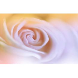 Fototapete papermoon "Zen Wassertropfen mit Blume Makro", bunt, B:5m L:2,8m, Vlies, Tapeten