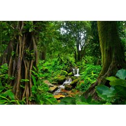 Fototapete papermoon "TROPISCHER WALD-BAUM DSCHUNGEL SONNE WEG PFLANZE BACH", bunt, B:3,5m L:2,6m, Vlies, Tapeten