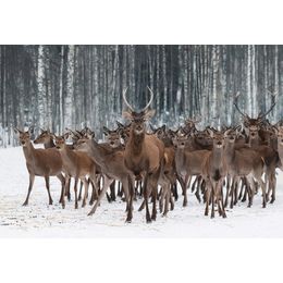 Fototapete papermoon "Hirsche im Schnee Wald", bunt, B:4,5m L:2,8m, Vlies, Tapeten