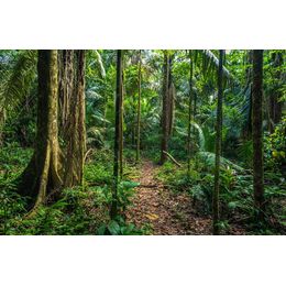 Fototapete papermoon "REGEN-WALD-AMAZONAS PERU MANO PARK WEG B&Auml;UME SYDAMERIKA", bunt, B:5m L:2,8m, Vlies, Tapeten