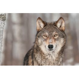 Fototapete papermoon "WOLF-TIER HUNDE RAUBTIER GRAU RUDEL WALD WILD NATUR", bunt, B:4m L:2,6m, Vlies, Tapeten