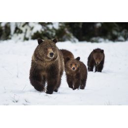 Fototapete papermoon "GRIZZLEY B&Auml;R-MIT JUNGEN WINTER NATUR WILDE TIERE WALD", bunt, B:4m L:2,6m, Vlies, Tapeten