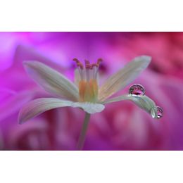 Fototapete papermoon "Zen Wassertropfen mit Blume Makro", bunt, B:3,5m L:2,6m, Vlies, Tapeten