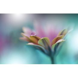 Fototapete papermoon "Zen Wassertropfen mit Blume Makro", bunt, B:5m L:2,8m, Vlies, Tapeten