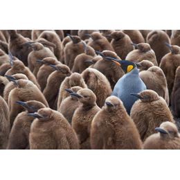 Fototapete papermoon "K&Ouml;NIG PINGUIN UND K&Atilde;&fnof;&Aring;&rsquo;KEN-FALKLAND INSEL TIERE V&Ouml;GEL MEER", bunt, B:4m L:2,6m, Vlies, Tapeten