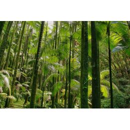 Fototapete papermoon "TROPISCHER WALD-BAUM DSCHUNGEL SONNE WEG PFLANZE FARNE", bunt, B:4,5m L:2,8m, Vlies, Tapeten