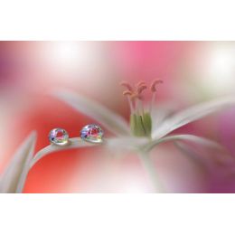 Fototapete papermoon "Zen Wassertropfen mit Blume Makro", bunt, B:4m L:2,6m, Vlies, Tapeten
