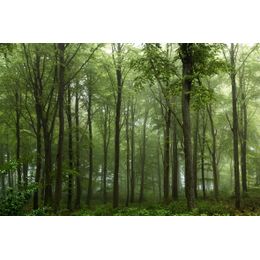 Fototapete papermoon "Photo-Art LEIF LONDAL, WALD", bunt, B:4,5m L:2,8m, Vlies, Tapeten