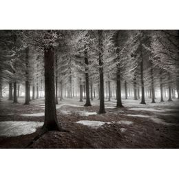 Fototapete papermoon "Photo-Art DRAGISA PETROVIC, DER BEGINN DES WINTERS", bunt, B:4,5m L:2,8m, Vlies, Tapeten