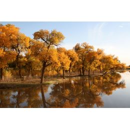 Fototapete papermoon "HERBST LANDSCHAFT-CHINA SEE WALD B&Auml;UME STRAND SONNE", bunt, B:3,5m L:2,6m, Vlies, Tapeten