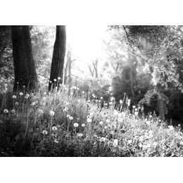 Fototapete papermoon "Wald Schwarz & Wei&szlig;", schwarz (schwarz, wei&szlig;), B:3,5m L:2,6m, Vlies, Tapeten