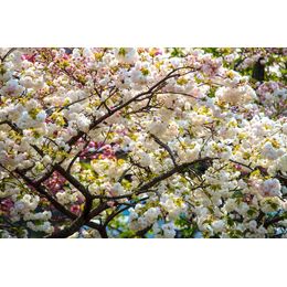 Fototapete papermoon "Schmetterling auf Blume", bunt, B:3,5m L:2,6m, Vlies, Tapeten