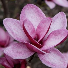 Magnolie 'Starburst ', 5 Liter, 40 - 60 cm Liefergr&ouml;&szlig;e: 40 - 60 cm
