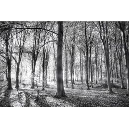papermoon Fototapete "Wald Schwarz & Wei&szlig;", B/L: 2m x 1,49m, Bahnen: 4 Stk., schwarz, Schlafzimmer, Tapeten