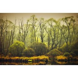 papermoon Fototapete "B&Auml;UME-NATUR LANDSCHAFT HERBST WALD DSCHUNGEL SEE W&Auml;LDER", B/L: 2m x 1,49m, Bahnen: 4 Stk., bunt, Schlafzimmer, Tapeten