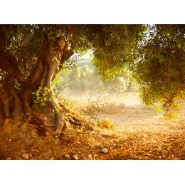papermoon Fototapete "Old Olive Tree", B/L: 2m x 1,49m, Bahnen: 4 Stk., bunt, Tapeten