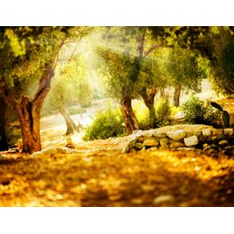 papermoon Fototapete "Olive Trees", B/L: 2m x 1,49m, Bahnen: 4 Stk., bunt, Tapeten