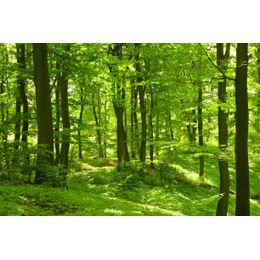papermoon Fototapete "German Beech Forest", B/L: 2m x 1,49m, Bahnen: 4 Stk., bunt, Tapeten