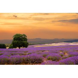 papermoon Fototapete "Lavender Field", B/L: 2m x 1,49m, Bahnen: 4 Stk., bunt, Tapeten