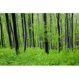 papermoon Fototapete "Wald", B/L: 2m x 1,49m, Bahnen: 4 Stk., bunt, Schlafzimmer, Tapeten