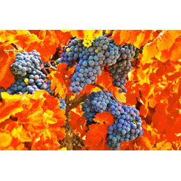 Fototapete papermoon "TRAUBEN-STRAUBE-WEIN PFLANZEN MUSTER DEKOR BLUMEN MAKRO", bunt, B:4,5m L:2,8m, Vlies, Tapeten