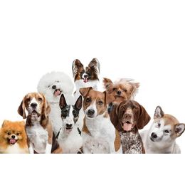 Fototapete papermoon "hunde", bunt, B:3,5m L:2,6m, Vlies, Tapeten