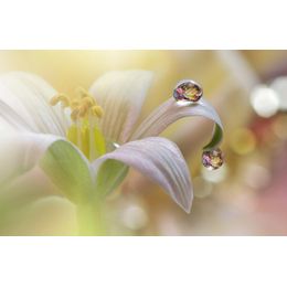 Fototapete papermoon "Zen Wassertropfen mit Blume Makro", bunt, B:3,5m L:2,6m, Vlies, Tapeten