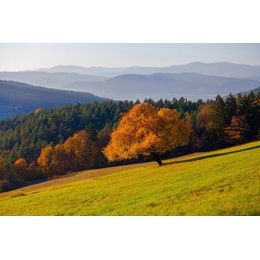 Fototapete papermoon "Wald Landschaft", bunt, B:3,5m L:2,6m, Vlies, Tapeten
