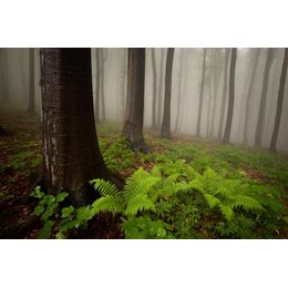 Fototapete papermoon "Mystischer Wald", bunt, B:3,5m L:2,6m, Vlies, Tapeten