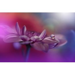 Fototapete papermoon "Zen Wassertropfen mit Blume Makro", bunt, B:3,5m L:2,6m, Vlies, Tapeten