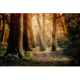 Fototapete papermoon "Wald", bunt, B:3,5m L:2,6m, Vlies, Tapeten