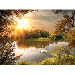 Fototapete papermoon "Schwan am Teich", bunt, B:3,5m L:2,6m, Vlies, Tapeten