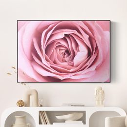 Akustik-Wechselbild Rosa Rosenbl&uuml;te