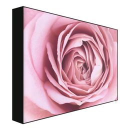 Bilderwelten Akustik-Wechselbild Rosa Rosenbl&uuml;te