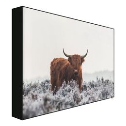 Bilderwelten Akustik-Wechselbild Bison in den Highlands